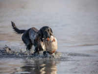 High Prairie Lodge & Outfitters: South Dakota Deer Hunting | Whitetail ...