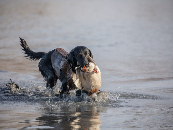 High Prairie Lodge & Outfitters: South Dakota Deer Hunting | Whitetail ...