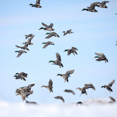 South Dakota Duck Hunting Guides & Guided Duck Hunts in SD - High ...