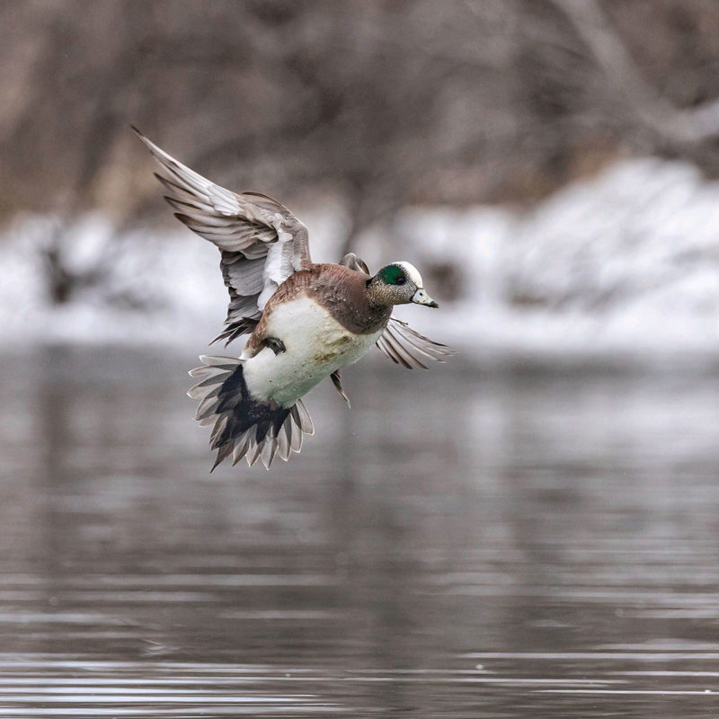 South Dakota Duck Hunting Guides & Guided Duck Hunts in SD - High ...