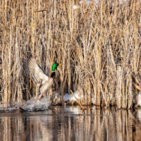 South Dakota Duck Hunting Guides & Guided Duck Hunts in SD - High ...